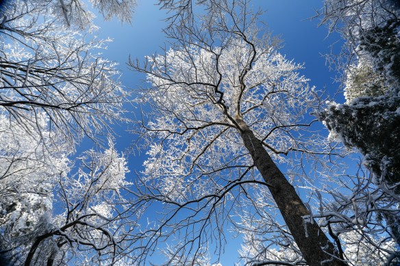 Snow at Last | Roads End Naturalist