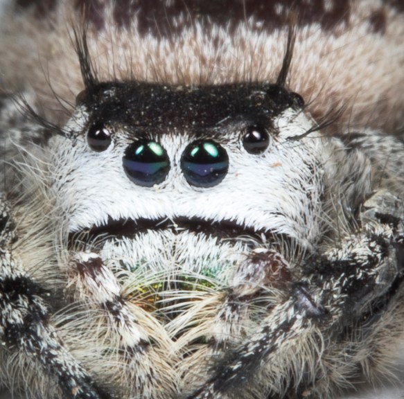 jumping spider | Roads End Naturalist