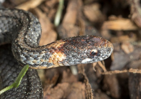 Eastern garter snake | Roads End Naturalist
