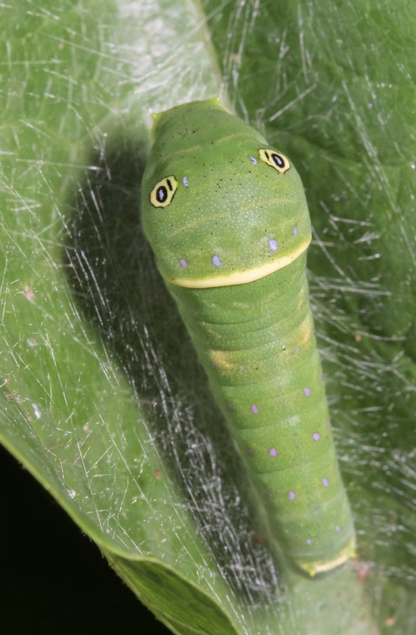 Beginning as Poop | Roads End Naturalist
