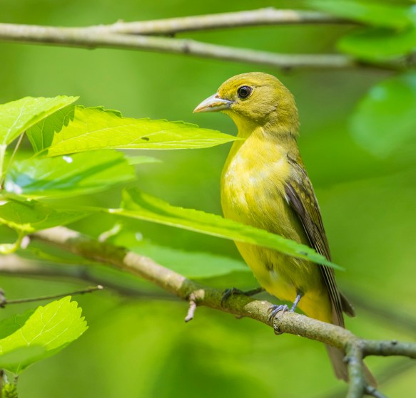 Scarlet tanager | Roads End Naturalist