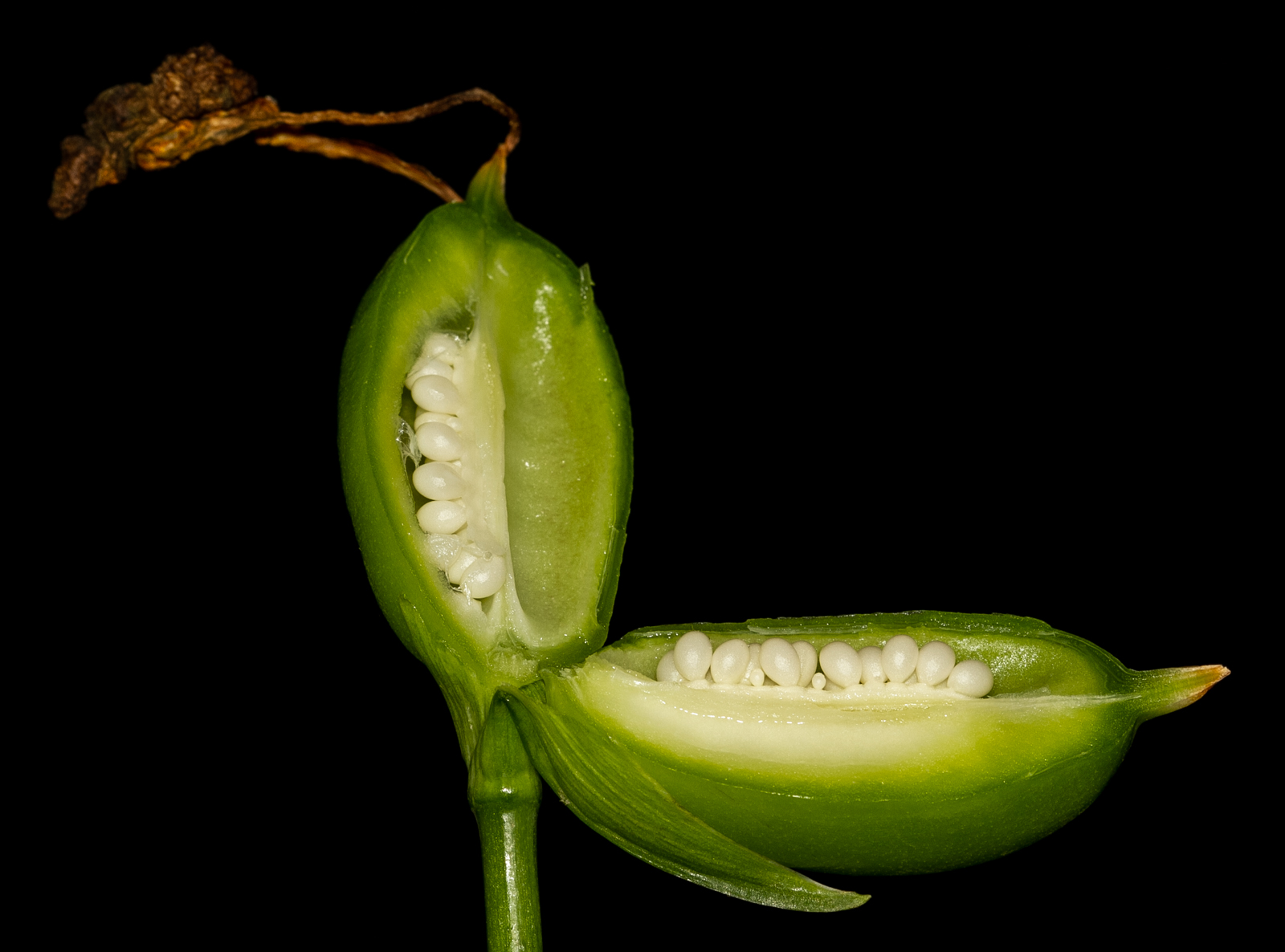 Flower Parts: The Iris’ Have It – Roads End Naturalist