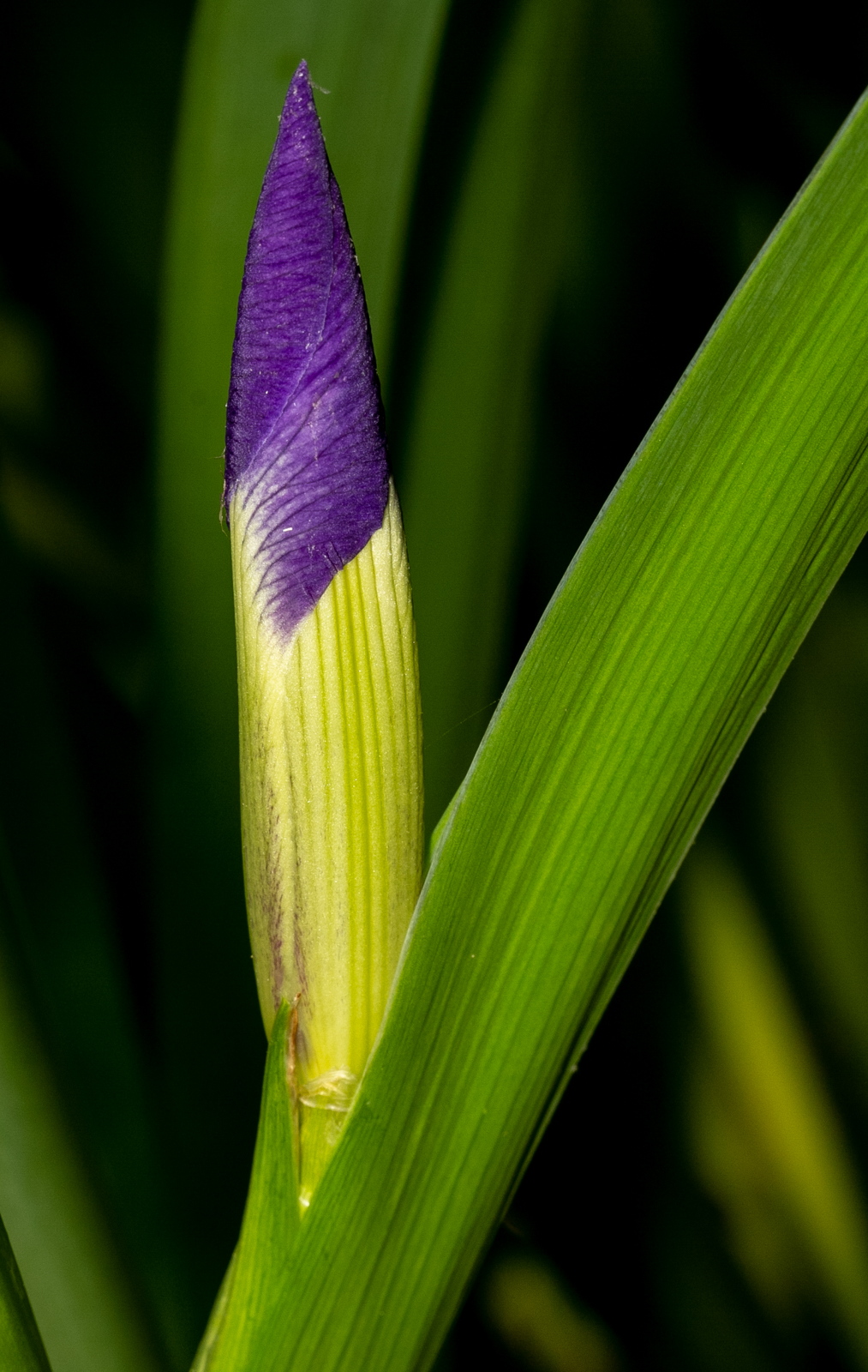 Flower Parts: The Iris’ Have It – Roads End Naturalist