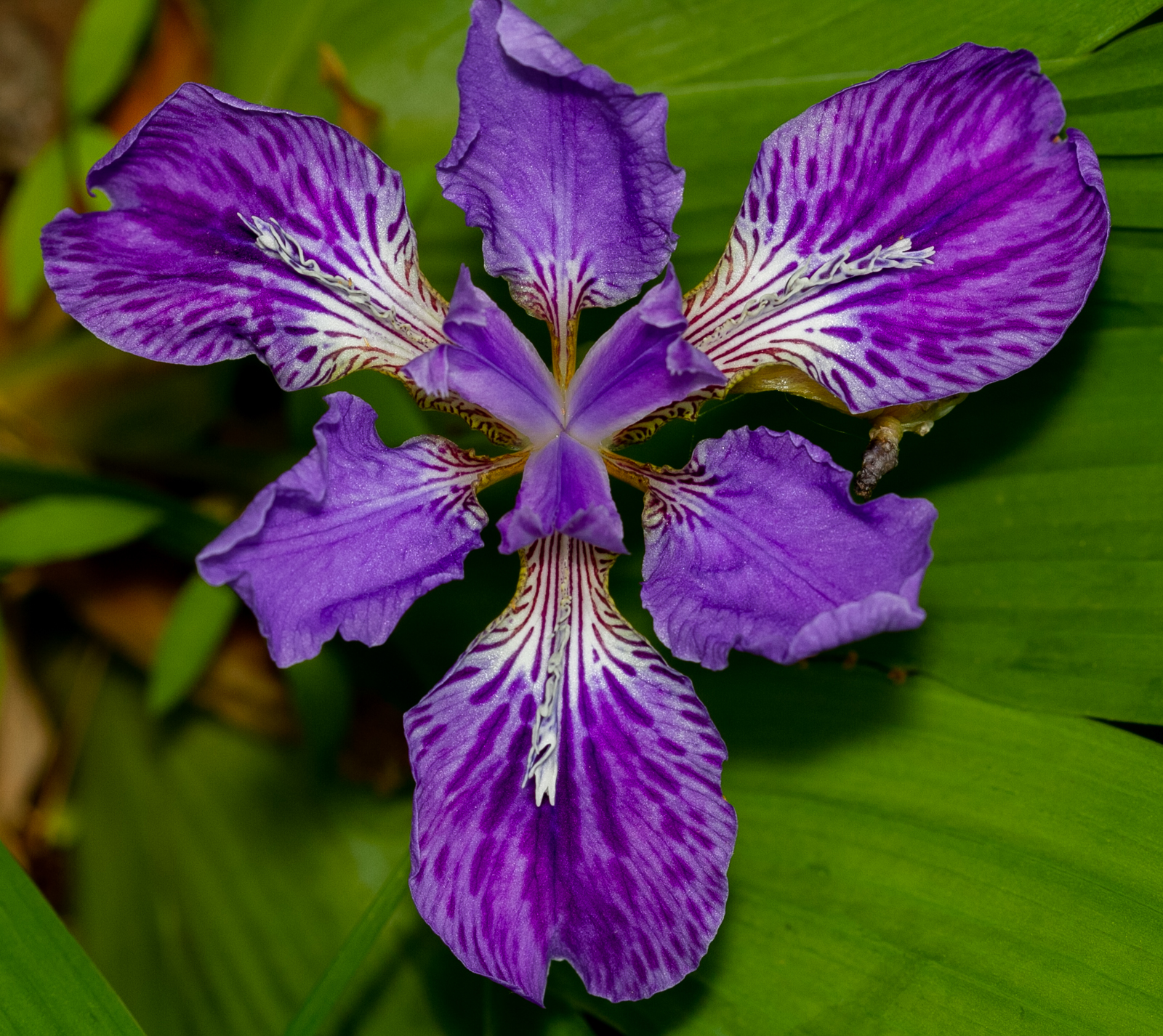 Flower Parts: The Iris’ Have It – Roads End Naturalist