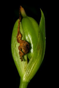 Flower Parts: The Iris’ Have It – Roads End Naturalist