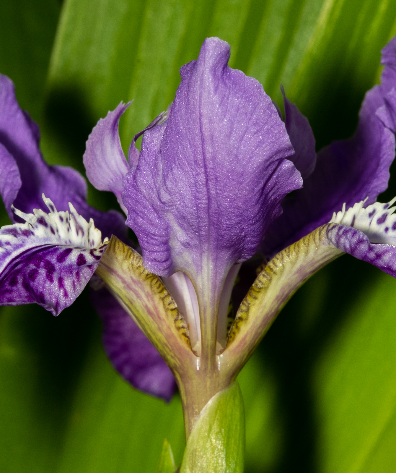 Flower Parts: The Iris’ Have It – Roads End Naturalist