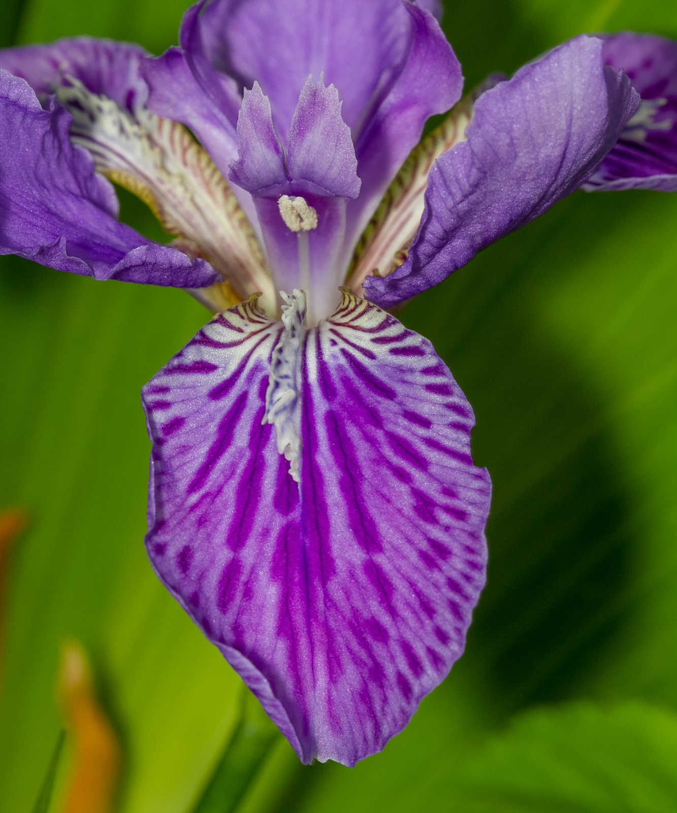 Flower Parts: The Iris’ Have It – Roads End Naturalist