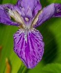 Flower Parts: The Iris’ Have It – Roads End Naturalist