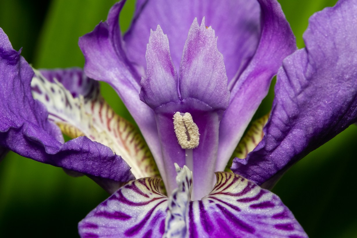 Flower Parts: The Iris’ Have It – Roads End Naturalist