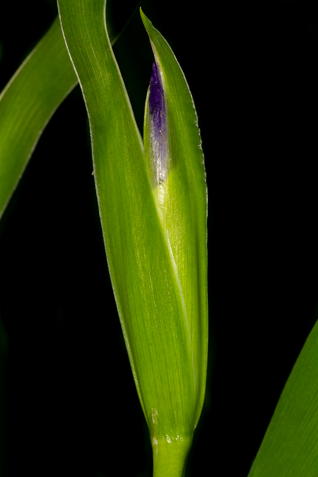 Flower Parts: The Iris’ Have It – Roads End Naturalist