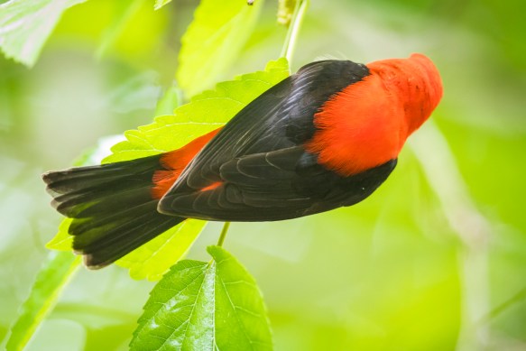 Red and Black | Roads End Naturalist