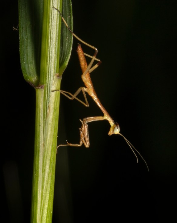 Posing | Roads End Naturalist