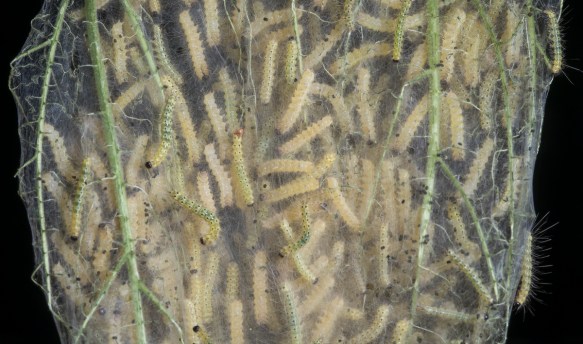 Walking Small | Roads End Naturalist