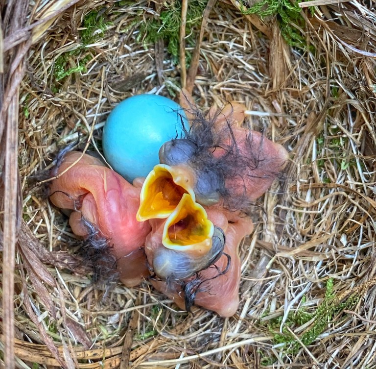 eastern bluebird – Roads End Naturalist