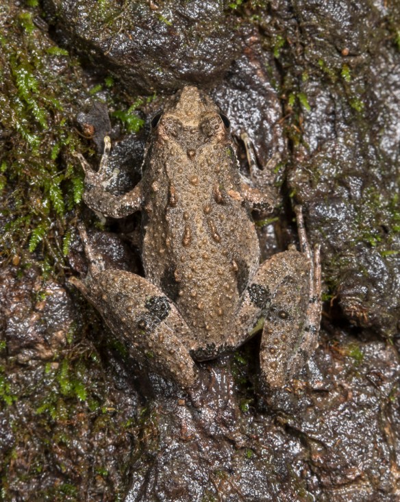 Frog Friday | Roads End Naturalist