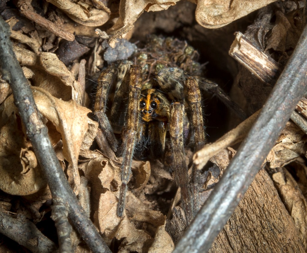 Itsy Bitsy Spiderlings | Roads End Naturalist