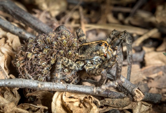 Itsy Bitsy Spiderlings | Roads End Naturalist