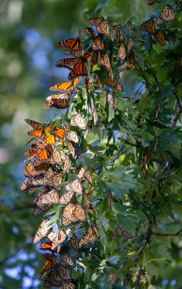 Heading Home | Roads End Naturalist