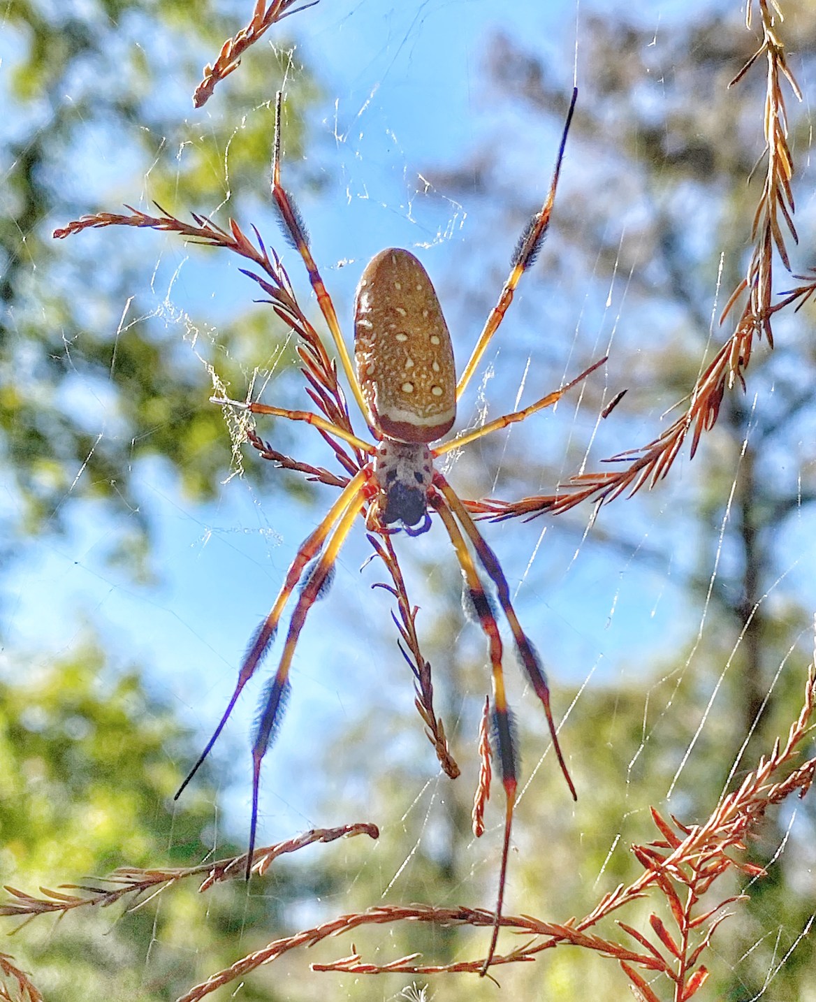 black bears – Roads End Naturalist