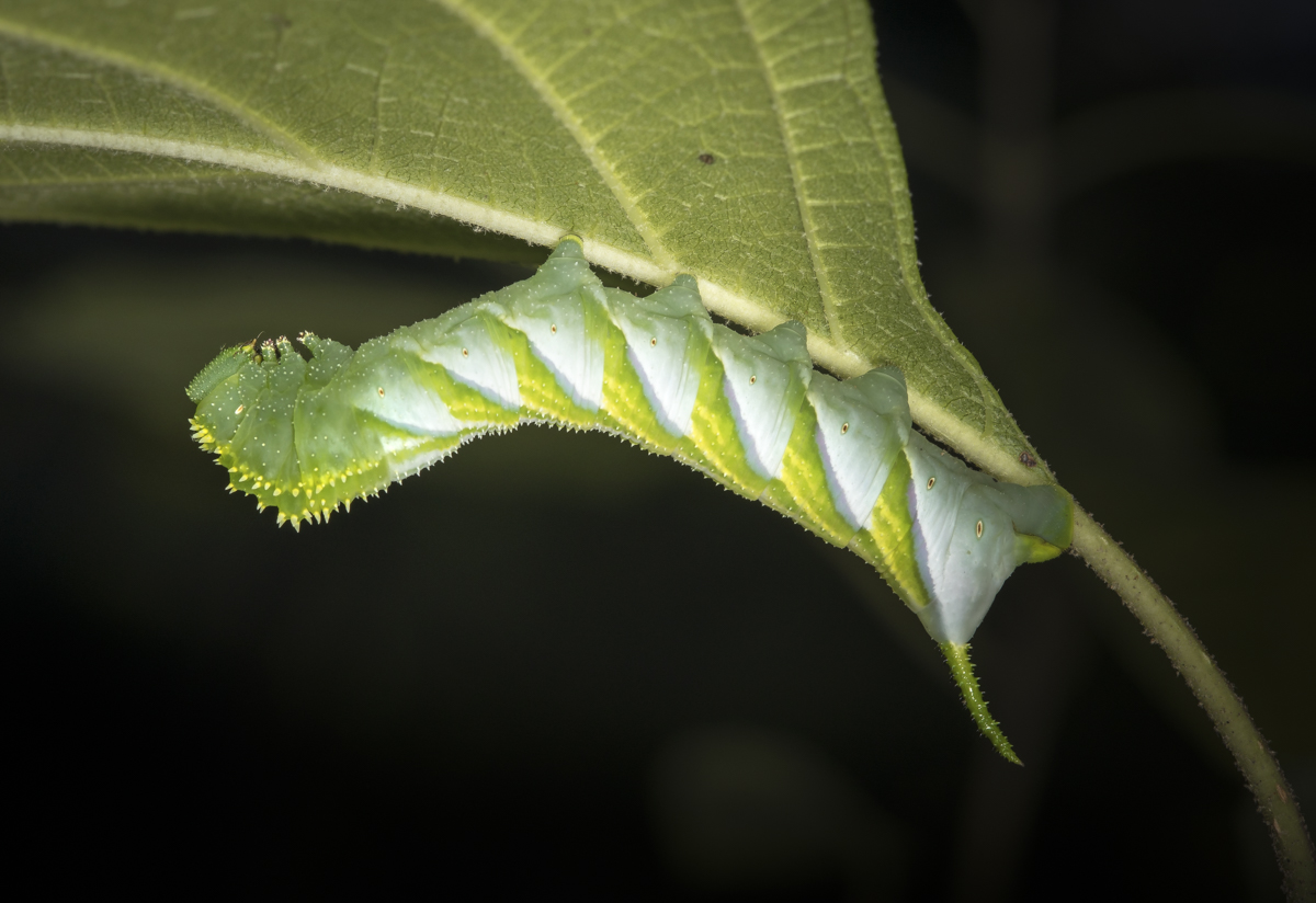 caterpillars – Roads End Naturalist