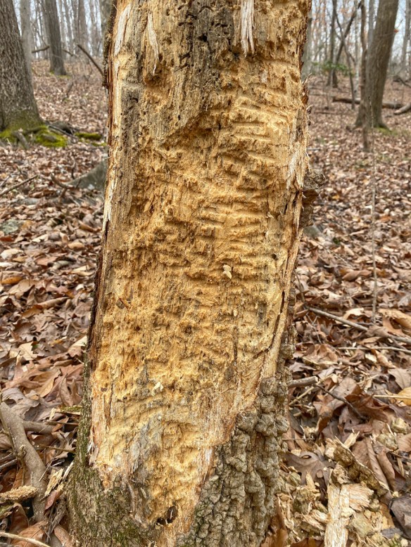 Wood-hen in the hood | Roads End Naturalist