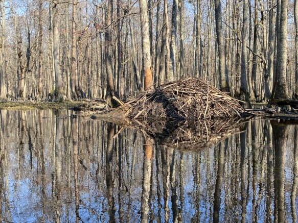 Return to Merchants Millpond | Roads End Naturalist