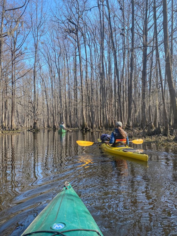 Return to Merchants Millpond | Roads End Naturalist