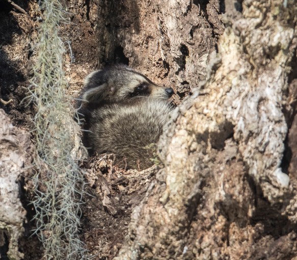 Return to Merchants Millpond | Roads End Naturalist