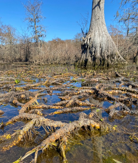 Return to Merchants Millpond | Roads End Naturalist