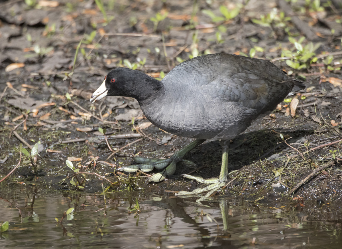 Roads End Naturalist – Page 20 – Exploring the natural world as we ...