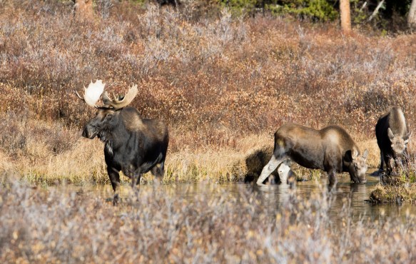 Of Moose and Men (and Women) | Roads End Naturalist