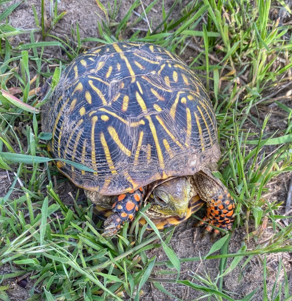 Sandhills of Nebraska | Roads End Naturalist