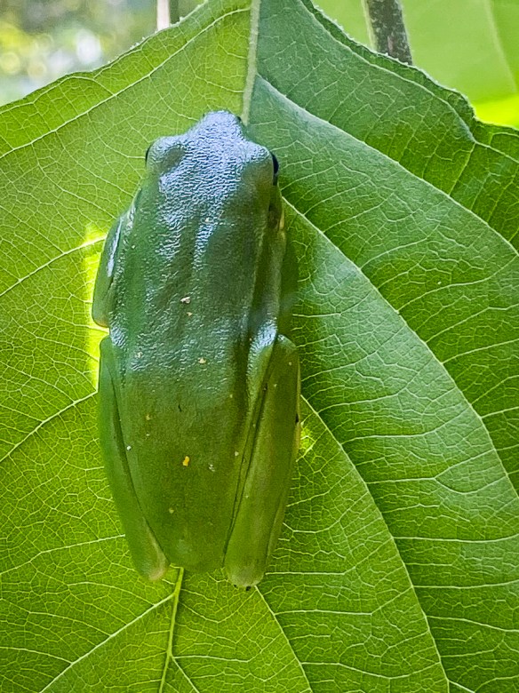 Natural history mystery | Roads End Naturalist