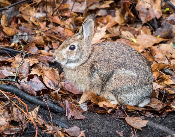 Natural History | Roads End Naturalist | Page 8