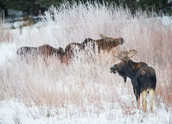 Natural History | Roads End Naturalist | Page 8