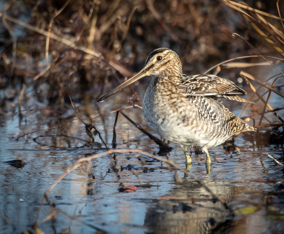 wilson’s snipe | Roads End Naturalist