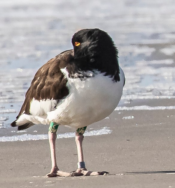 Flight Path | Roads End Naturalist