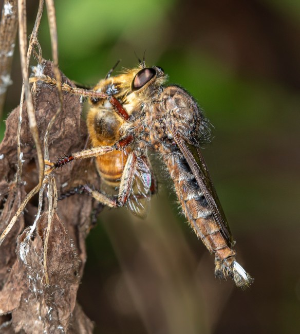 insects | Roads End Naturalist