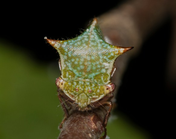 insects | Roads End Naturalist