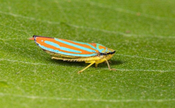 insects | Roads End Naturalist