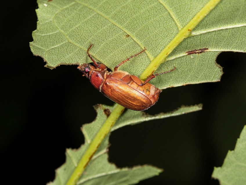 Scarab beete, May Beetle?, Southern Masked Chafer? | Roads End Naturalist