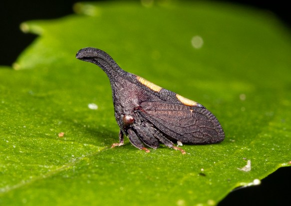 insects | Roads End Naturalist