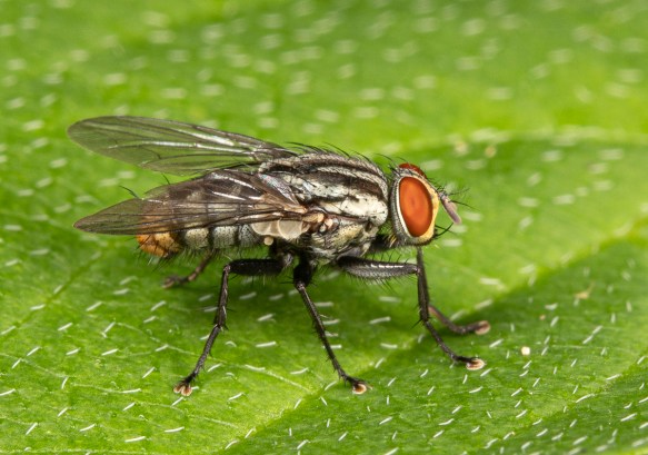insects | Roads End Naturalist