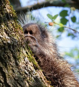Adirondacks – Roads End Naturalist
