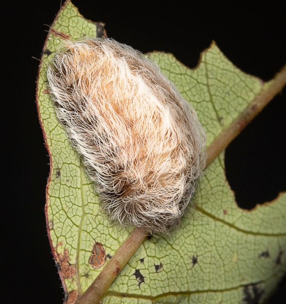 BugFest 2022 Caterpillarology Highlights | Roads End Naturalist