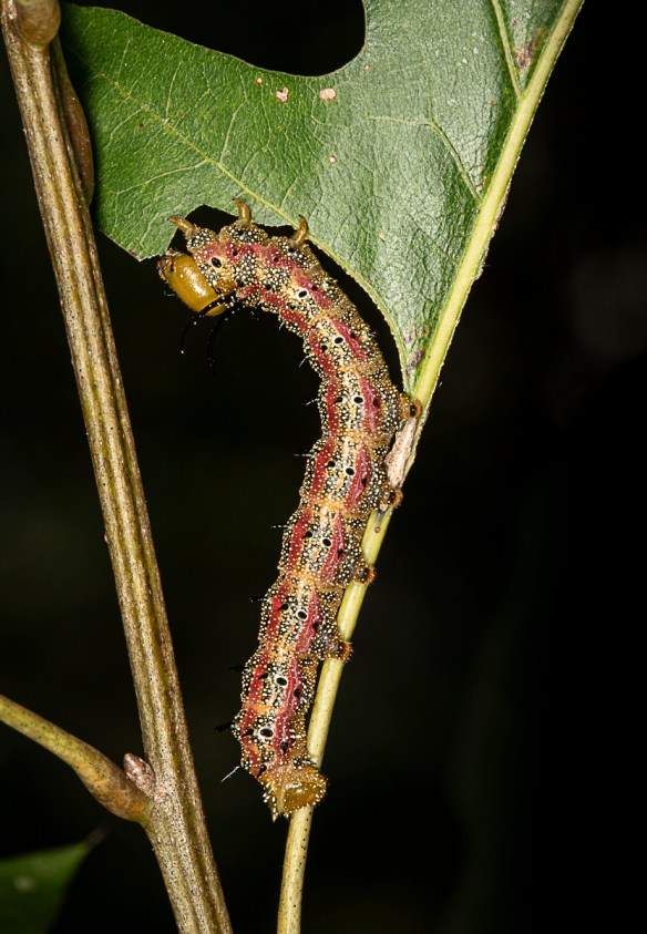 BugFest 2022 Caterpillarology Highlights | Roads End Naturalist