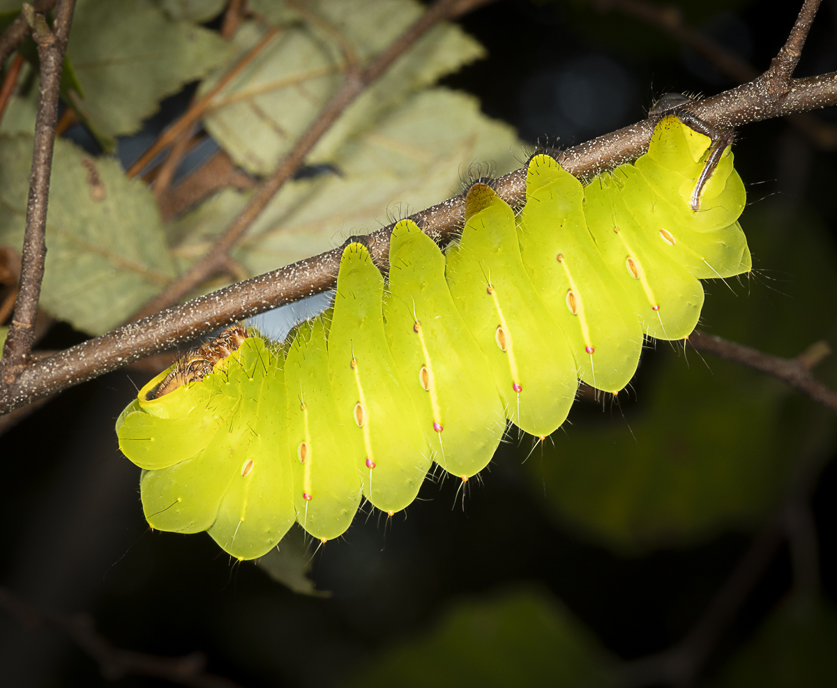 BugFest 2022 Caterpillarology Highlights – Roads End Naturalist