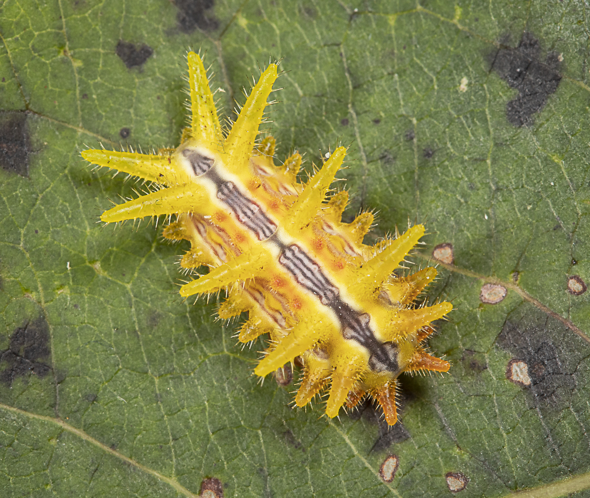 BugFest 2022 Caterpillarology Highlights – Roads End Naturalist