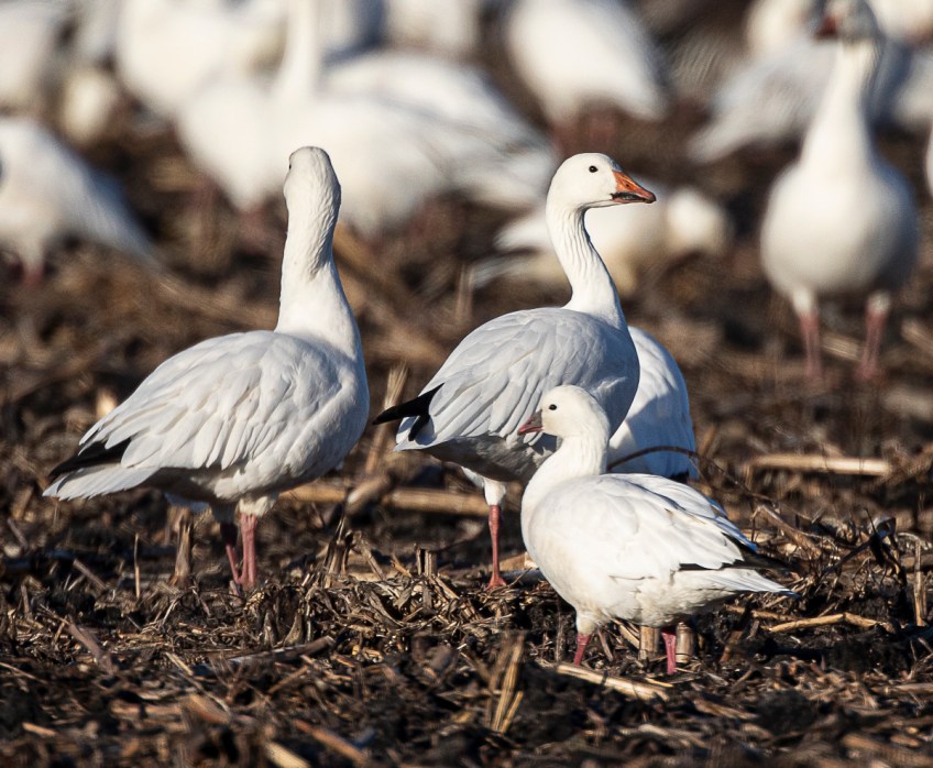 Ross’ Goose | Roads End Naturalist