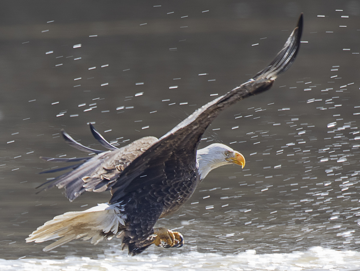 Fly Like an Eagle – Roads End Naturalist
